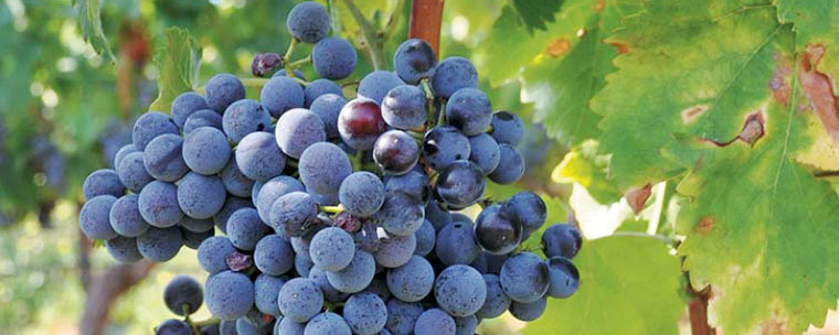 Nieddera: Rote Rebsorte von Sardinien mit einzigartigem Charakter ...